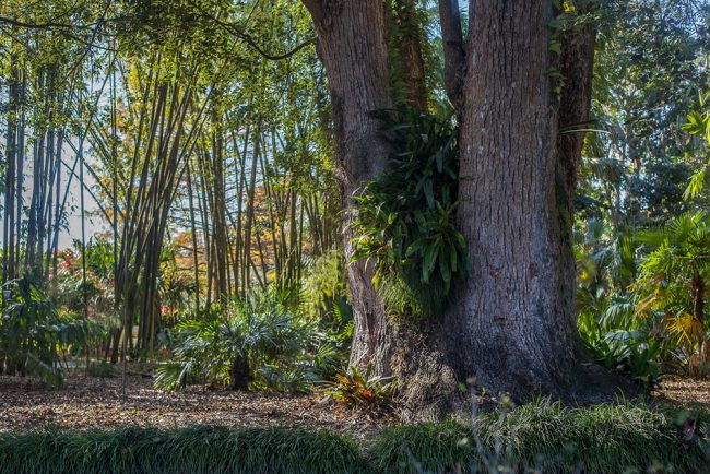 Orlando Oasis at Leu Gardens - Cultivated and Wild