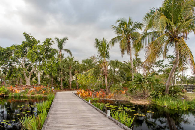 Naples Botanical Garden Showcases Tropical Plants of the 26th Parallels